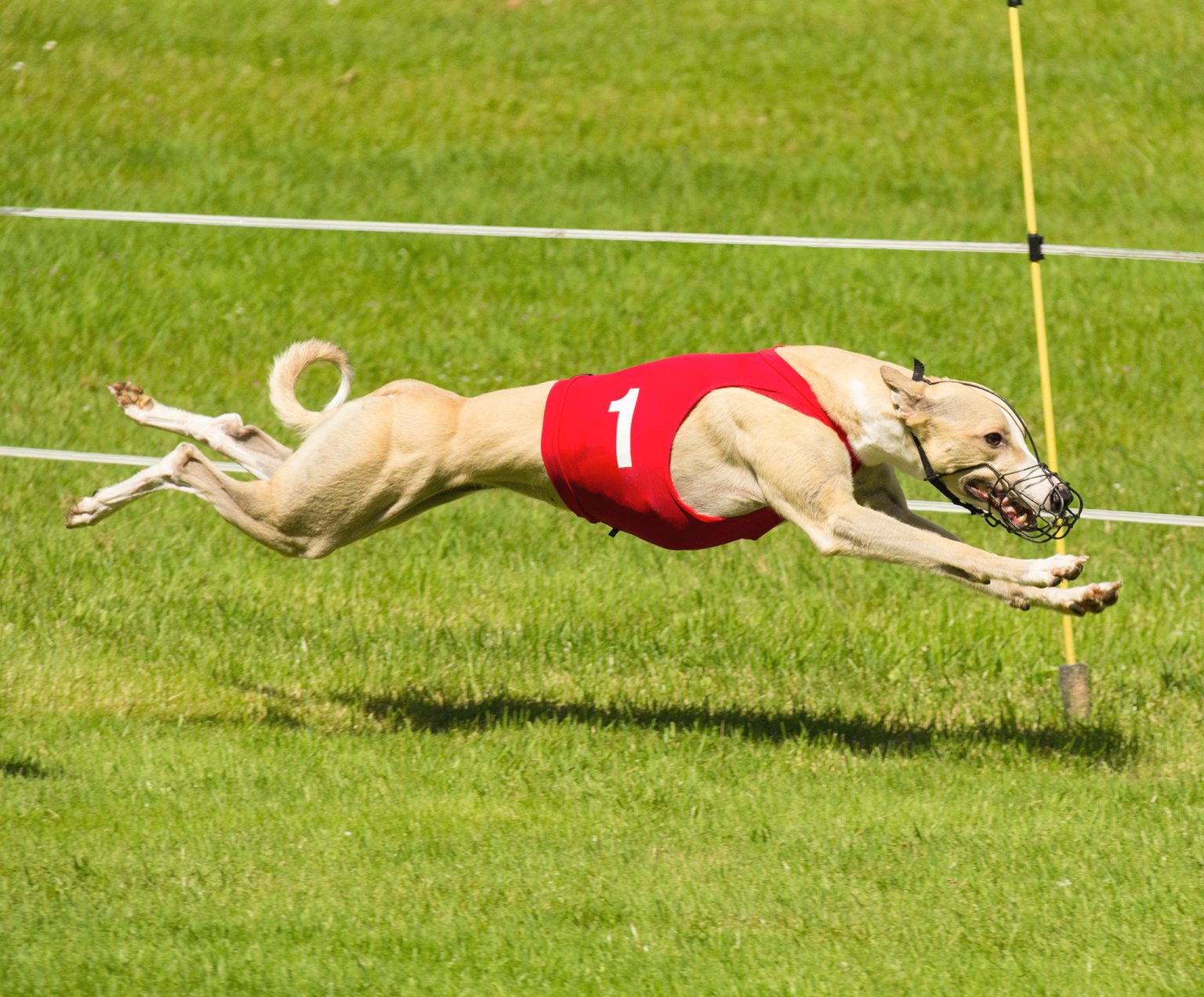 Owning a Greyhound | Greyhound Sales | Michelle Brown